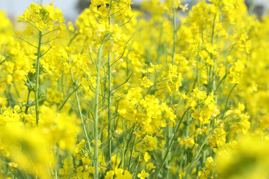 The Significance of Flidais: A Celtic Goddess of Balance and Abundance ...