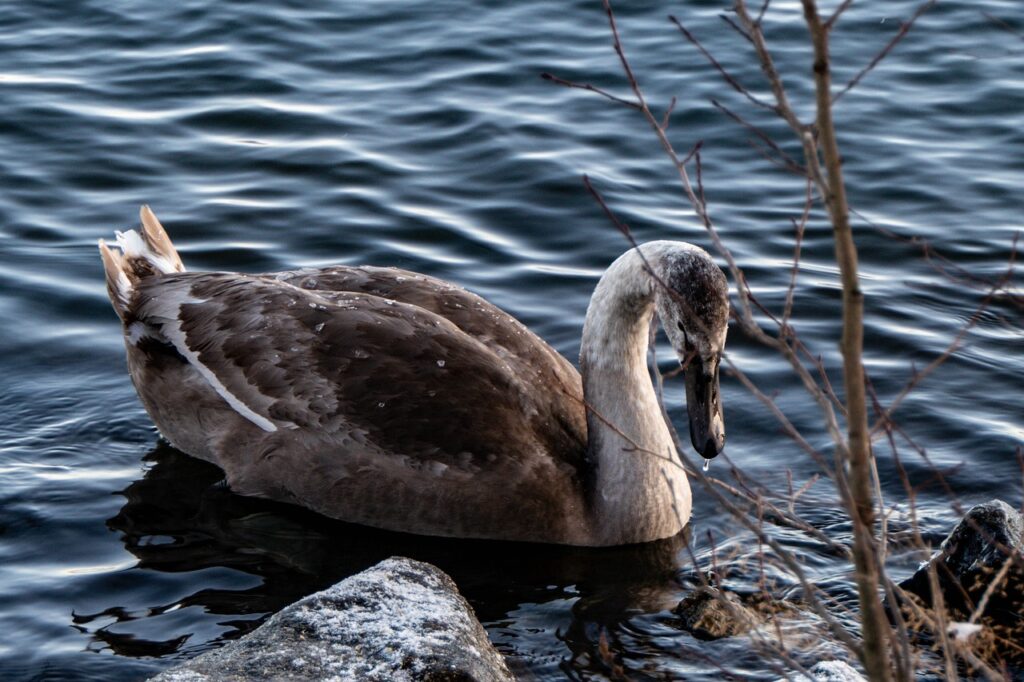 The Creation Myth of Vili and Ve in Norse Mythology – Fate Lines