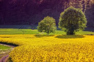 The Legacy of Saturn in Roman and Greek Mythology – Fate Lines