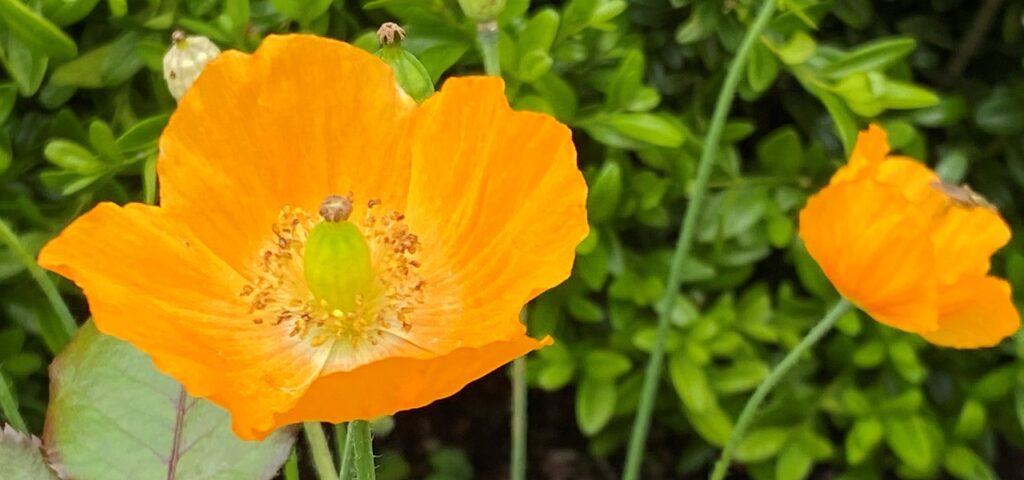 The Enigmatic Figure of Arawn in Welsh Mythology – Fate Lines